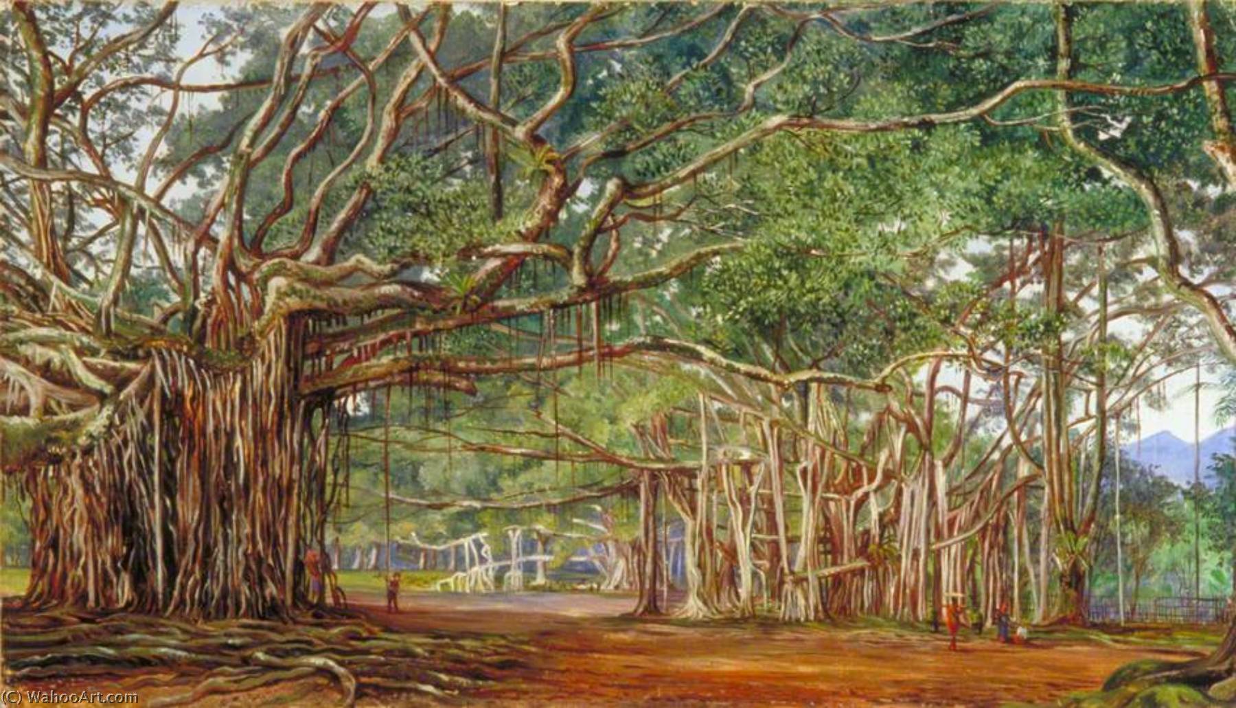 Reproductions D'art Old Banyan Trees at Buitenzorg, Java, 1876 de ...